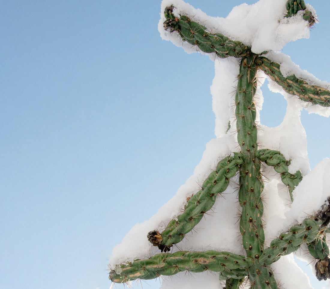 AYOND | Skincare from the High Desert